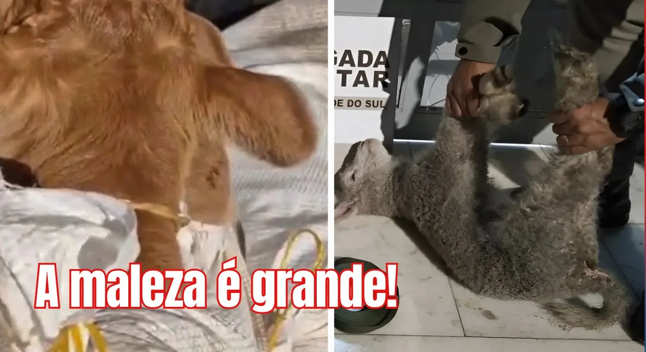 ARAPONGA | A maleza campeia no interior gaúcho - NP Expresso